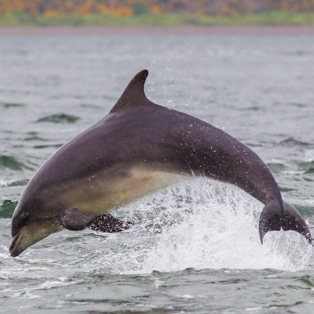 Bottlenose Dolphin Suffolk Biodiversity Information Service